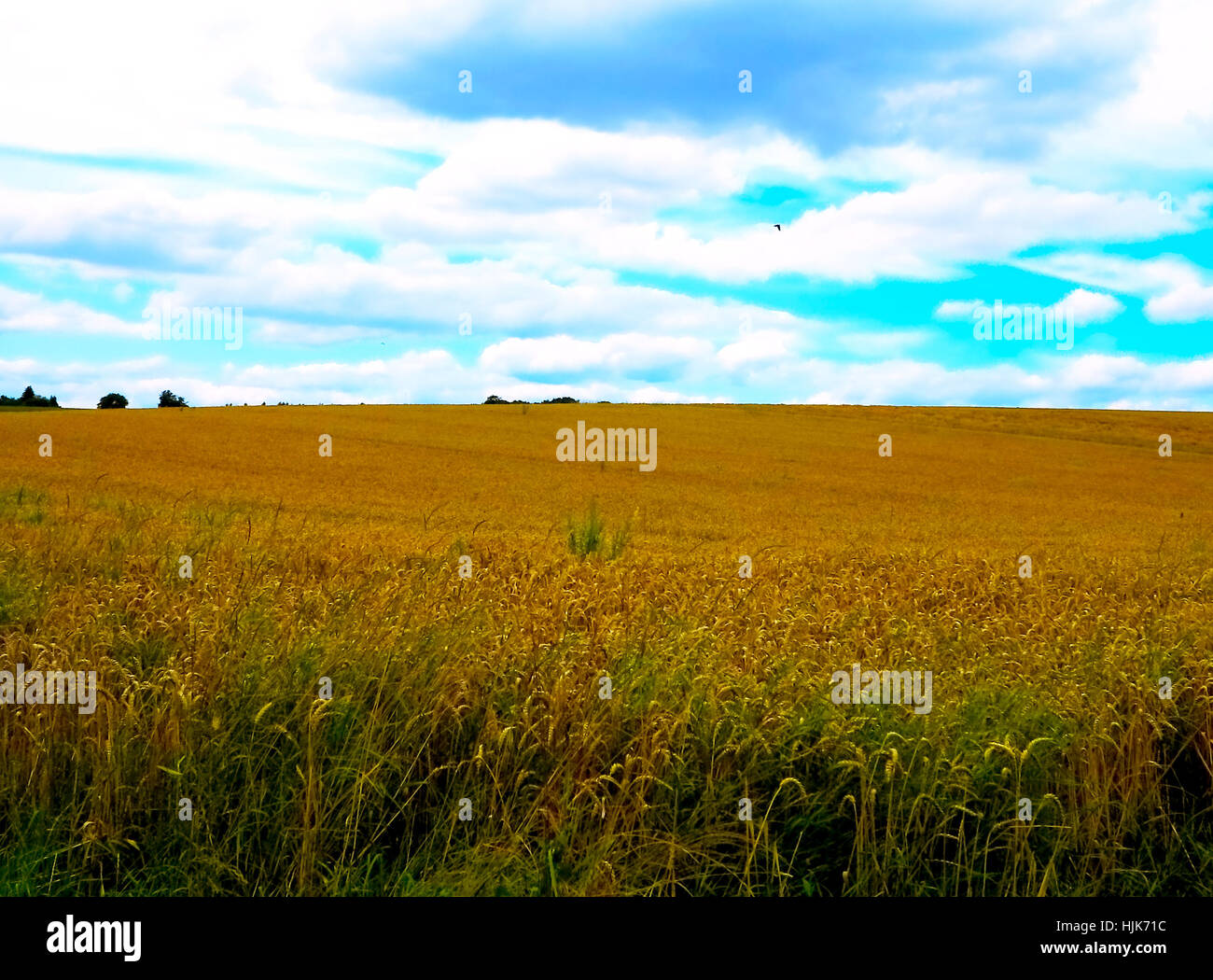 blue, bread, environment, enviroment, green, agriculture, farming ...