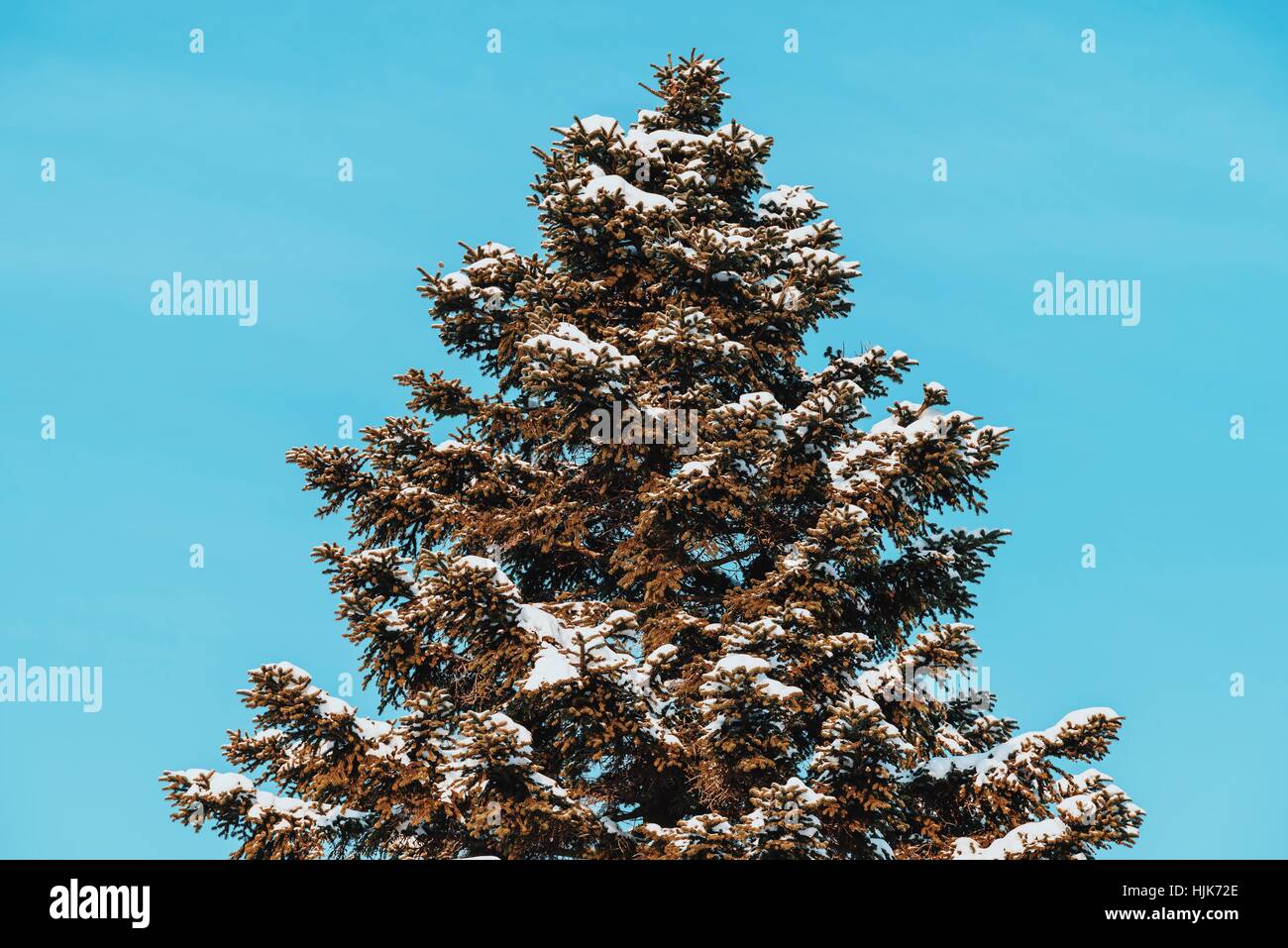 Pine tree covered with ice hi-res stock photography and images - Alamy