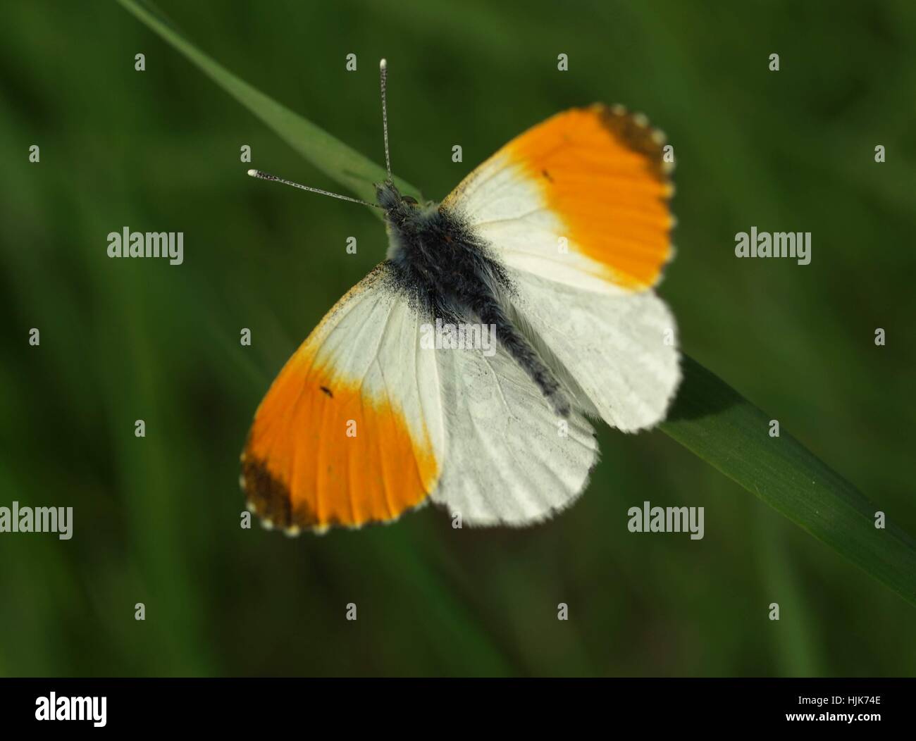 Golden butterflies hi-res stock photography and images - Alamy