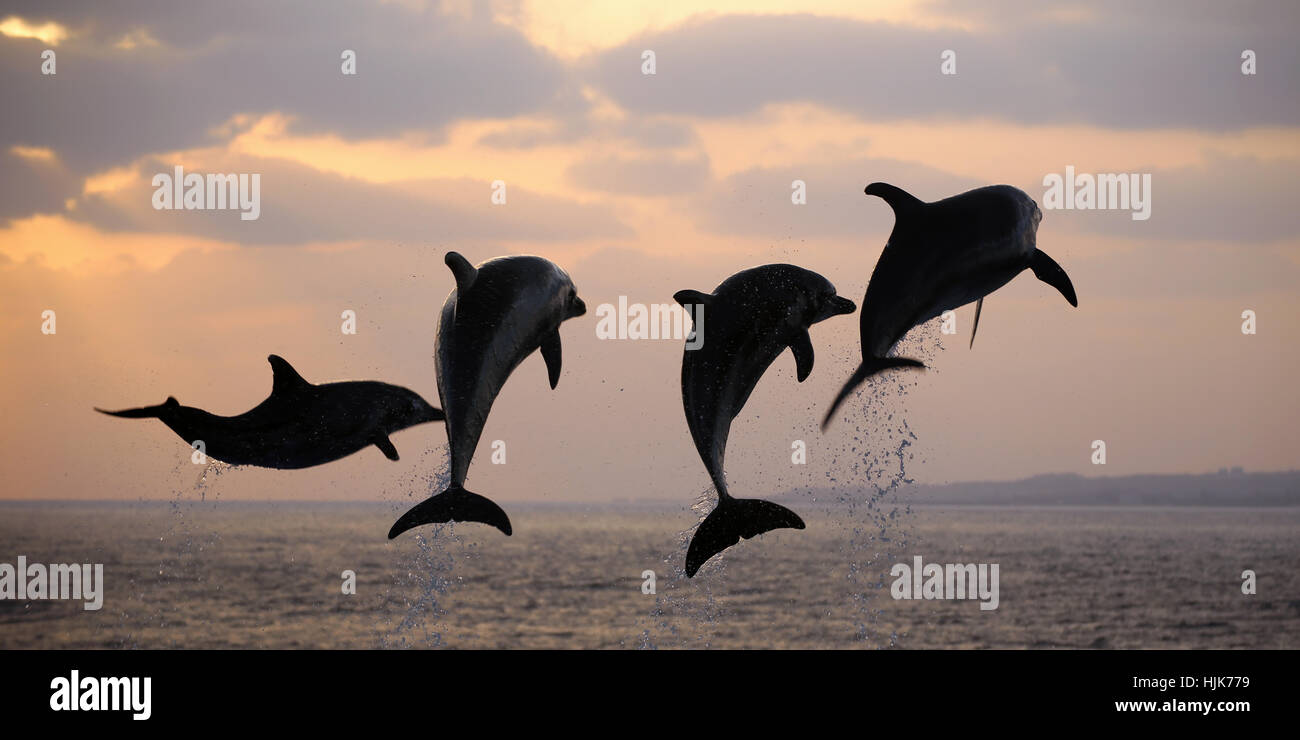 spring, bouncing, bounces, hop, skipping, frisks, jumping, jump ...