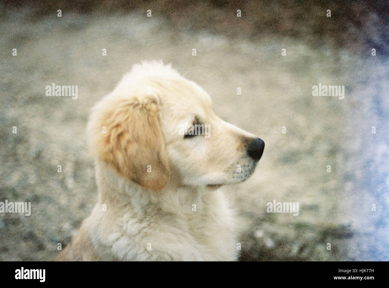portrait of puppy dog golden retriever Stock Photo - Alamy