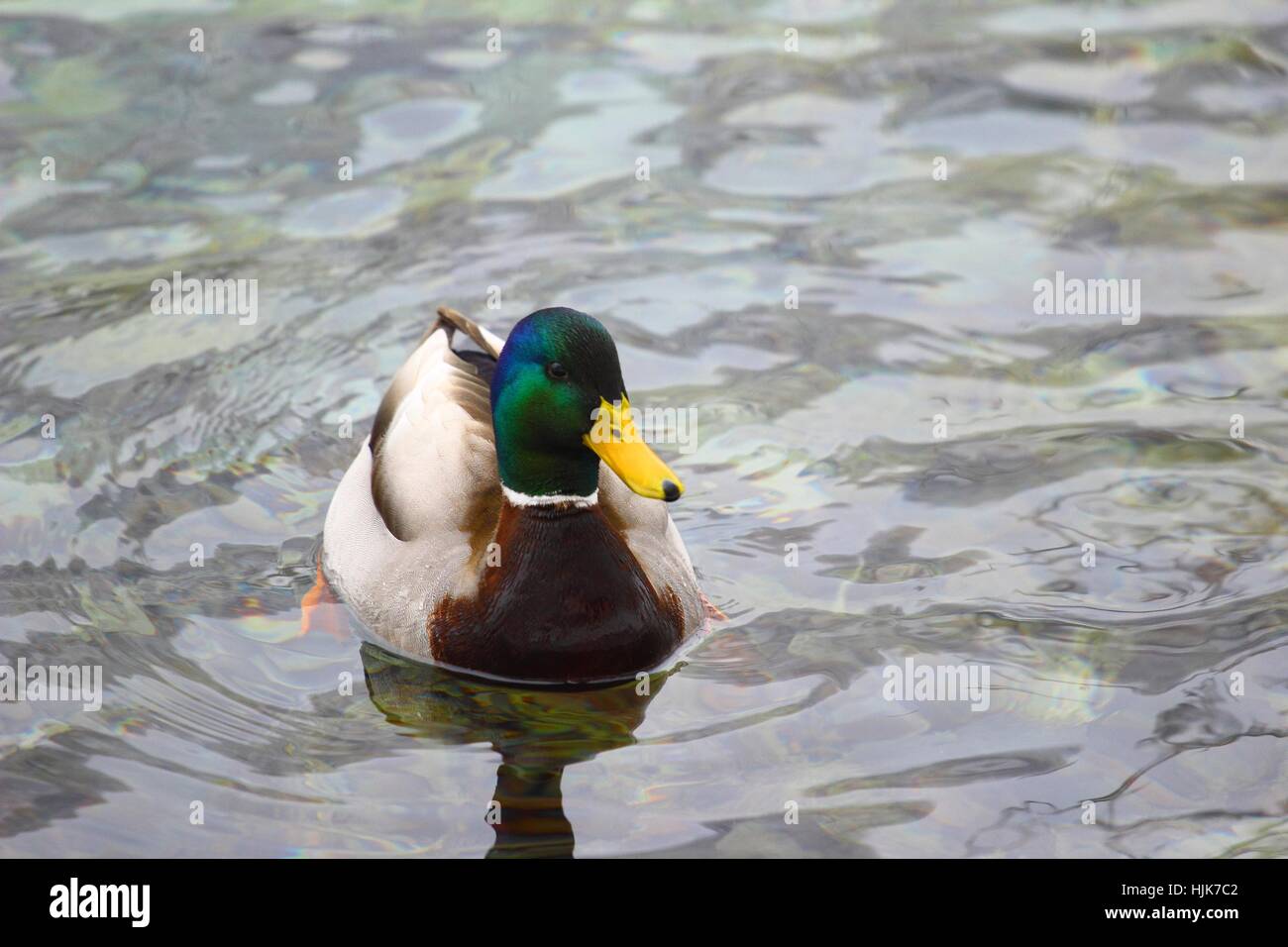 Wild duck male in water Stock Photo - Alamy
