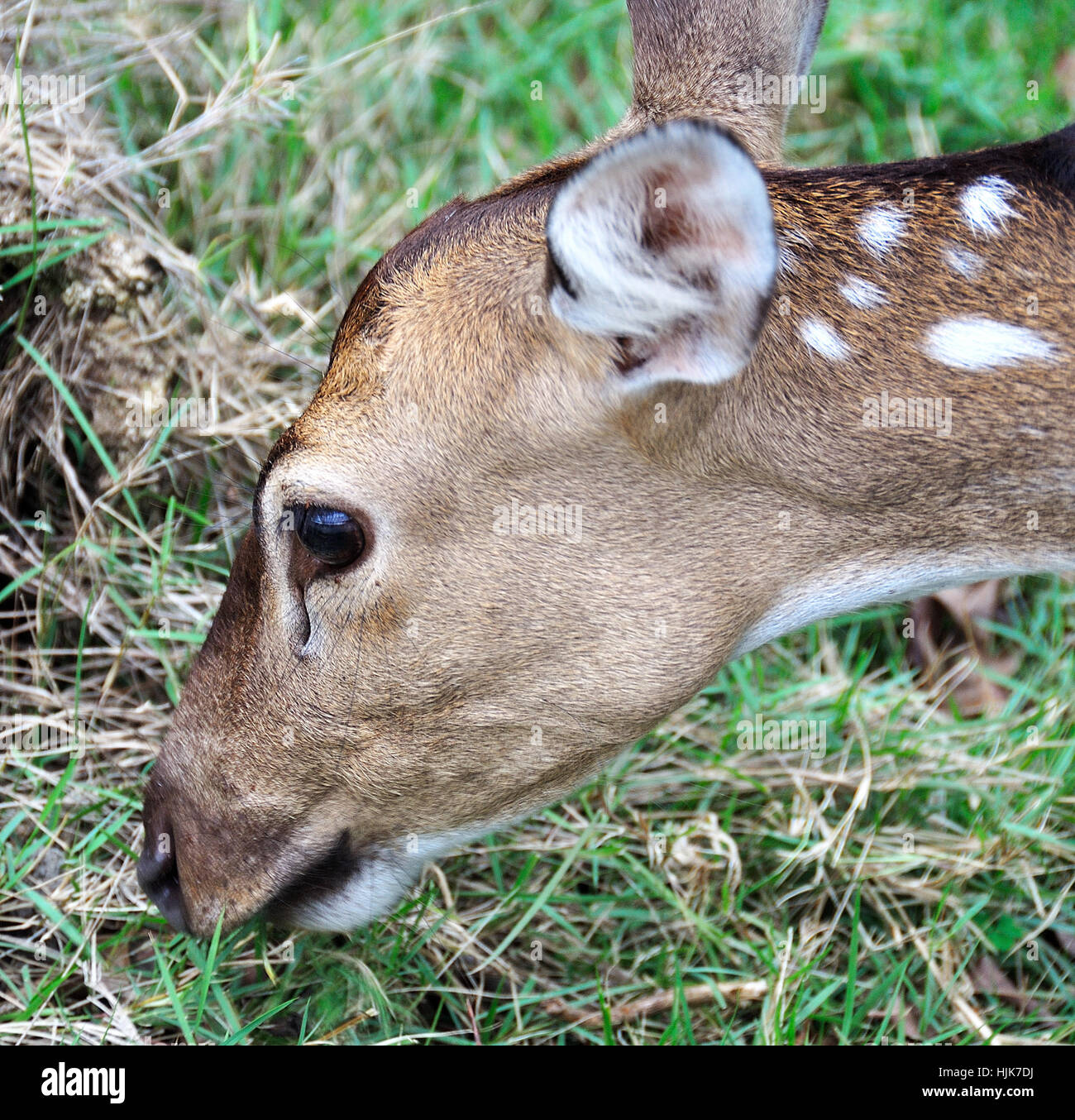 female, animal, mammals, deer, meadow, grass, lawn, green, nature ...