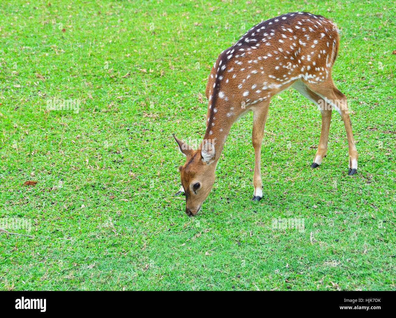 female, animal, mammals, deer, meadow, grass, lawn, green, nature ...