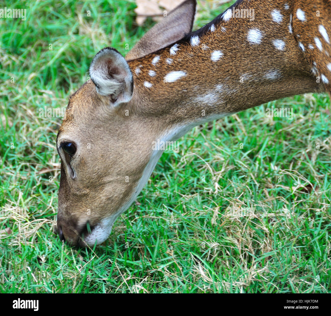 female, animal, mammals, deer, meadow, grass, lawn, green, nature ...