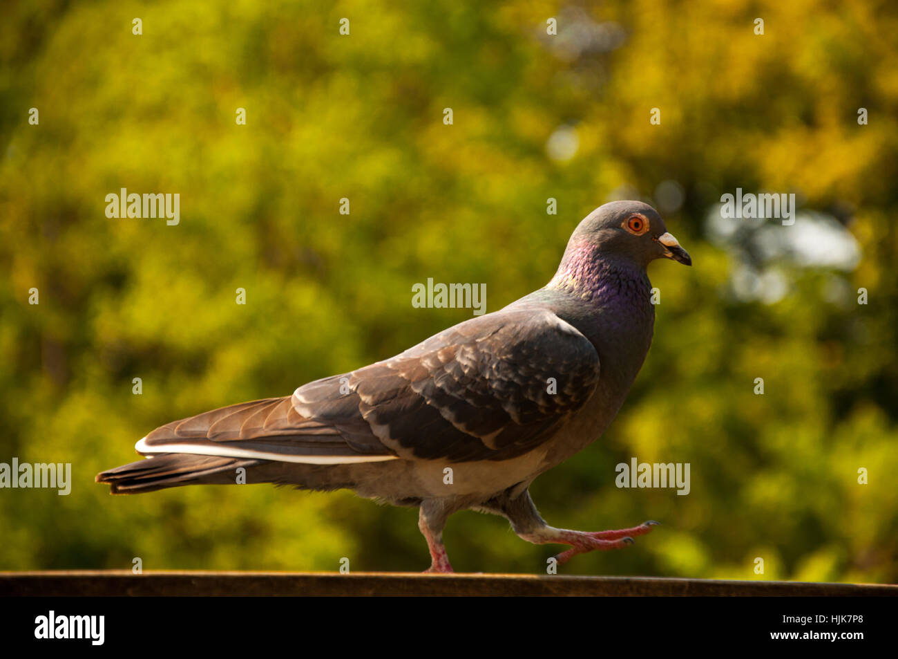 bird, pigeon, walk, go, going, walking, closeup, tree, trees, animal ...
