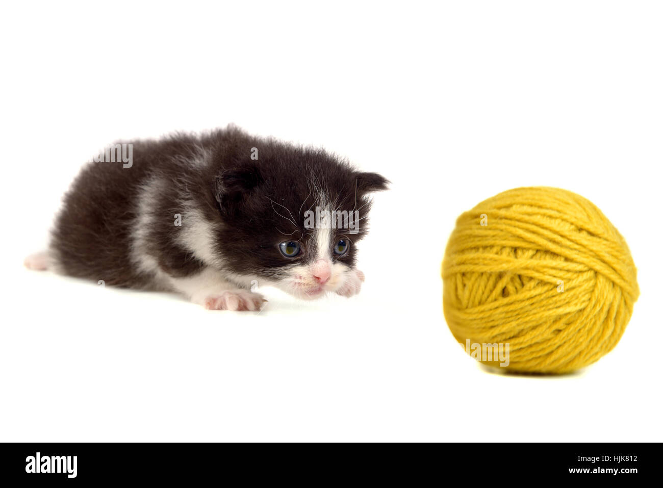 Beautiful young kitten with a wool ball Stock Photo - Alamy