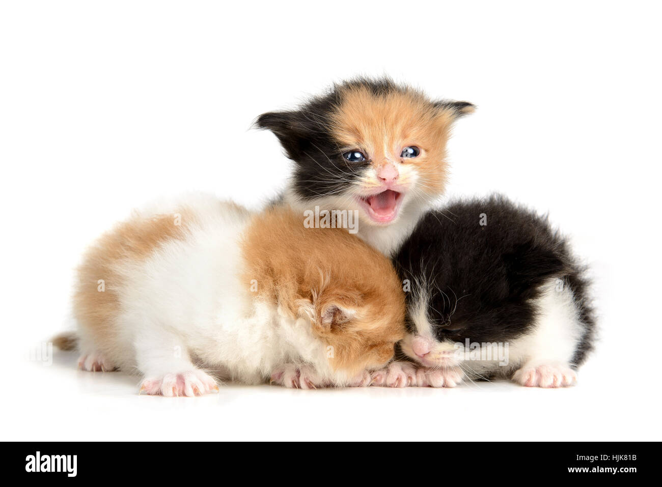 Two lovely kittens isolated in white Stock Photo - Alamy