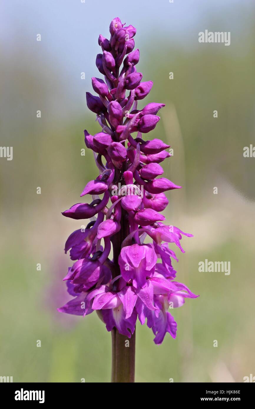 purple, violet, rare, flower, orchid, plant, spring, purple, bud, buds ...