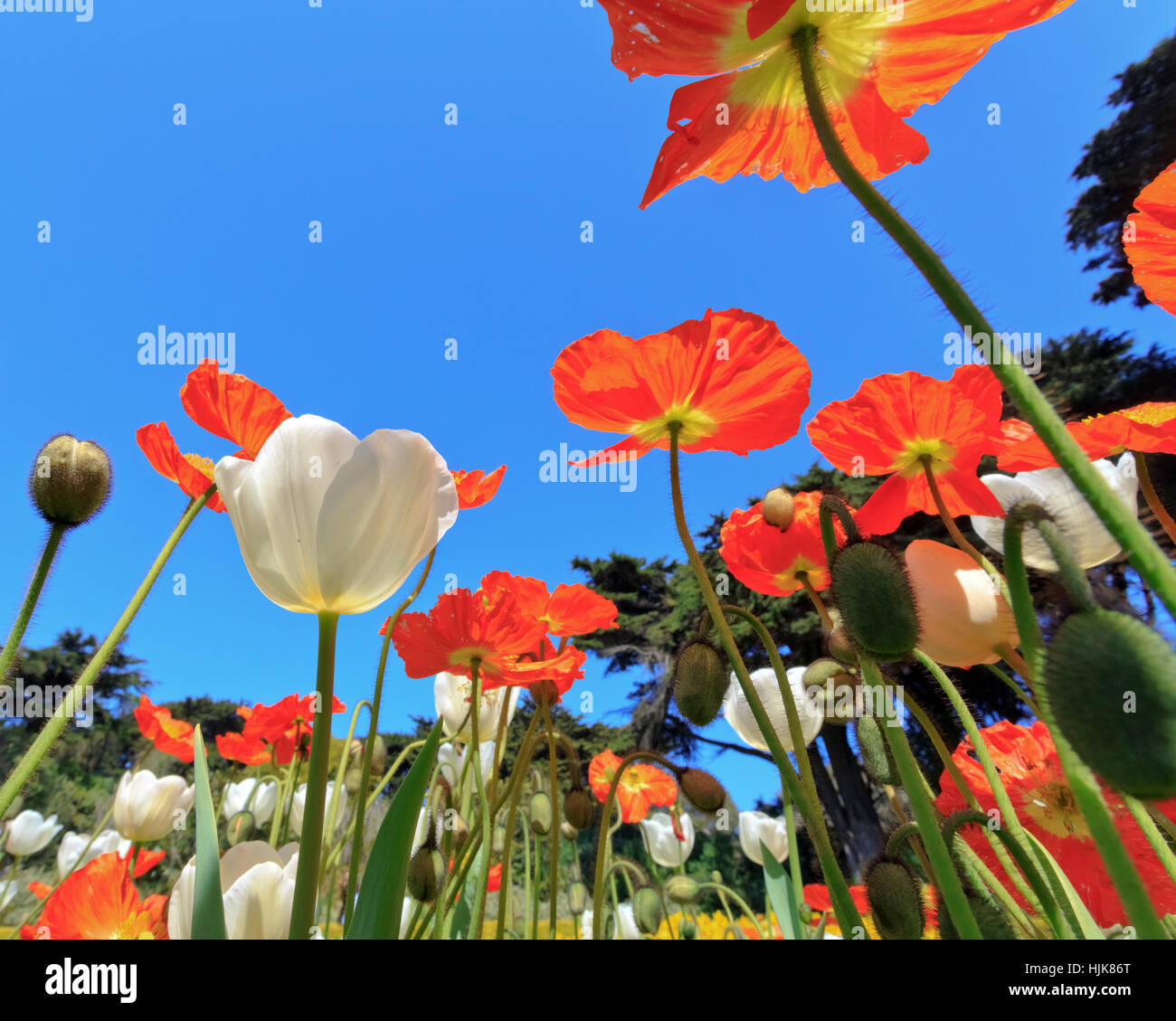 May flowers blue hi-res stock photography and images - Alamy