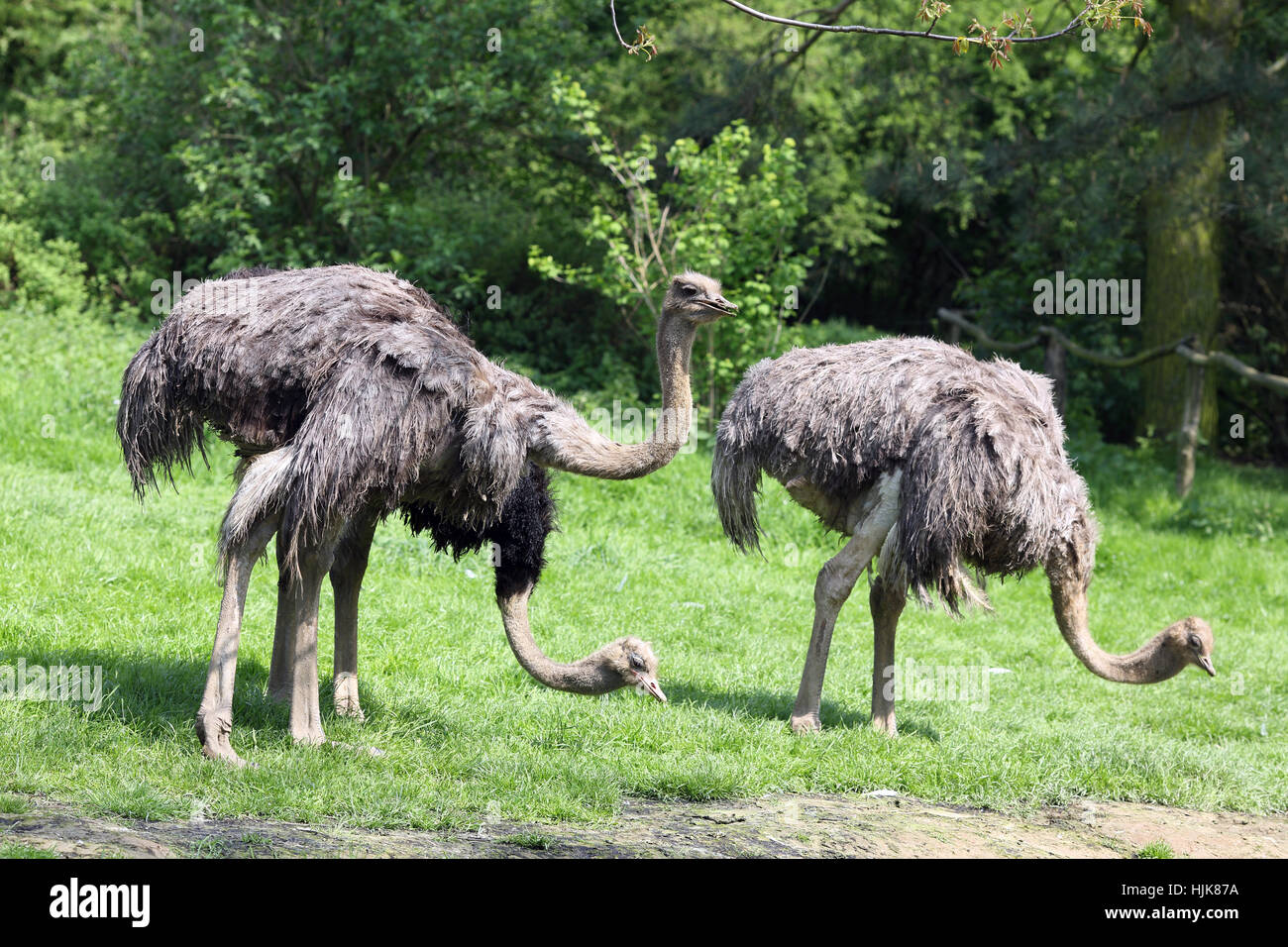 animal, bird, africa, agriculture, farming, three, ostrich, farm animal ...
