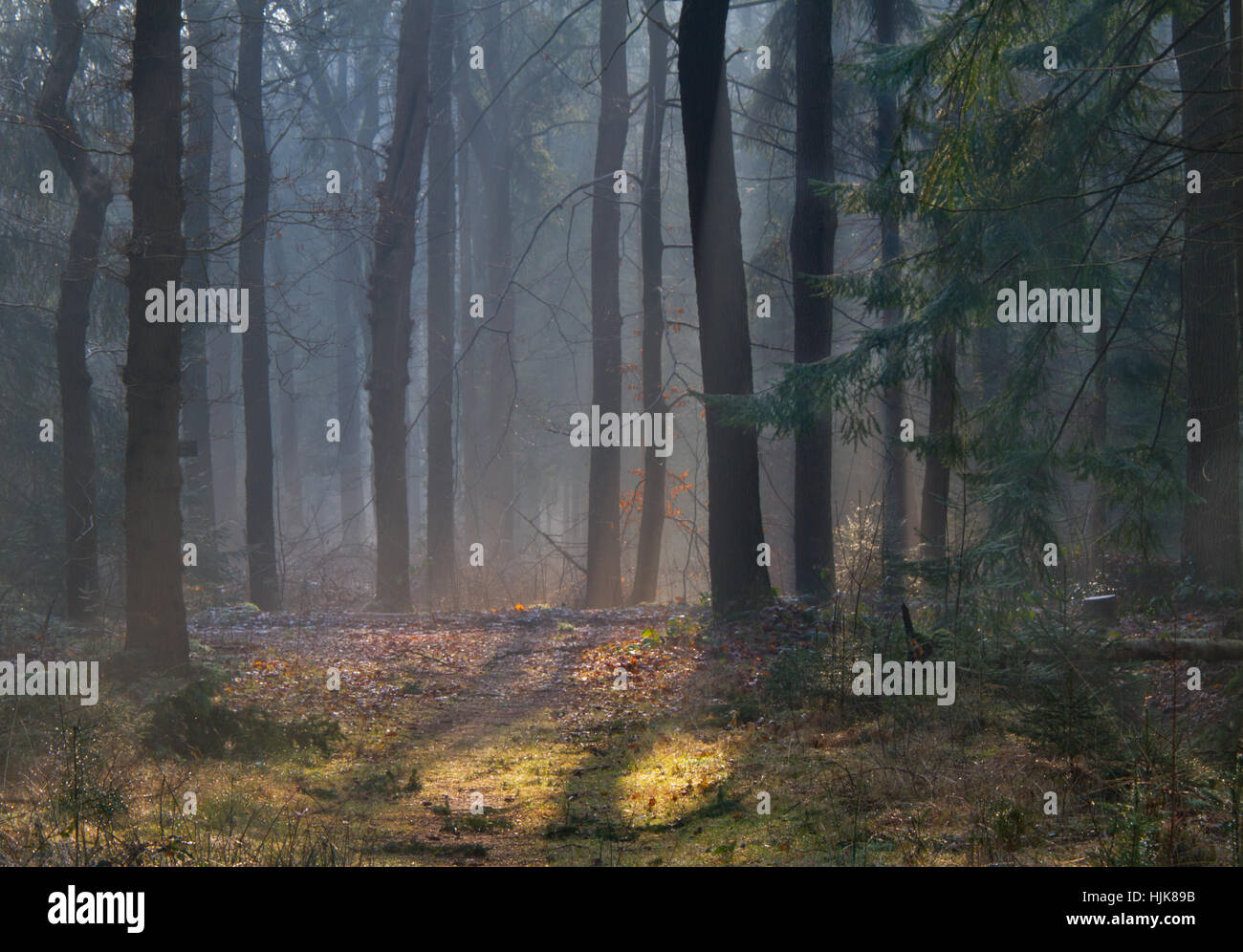 Hazy trees hi-res stock photography and images - Alamy