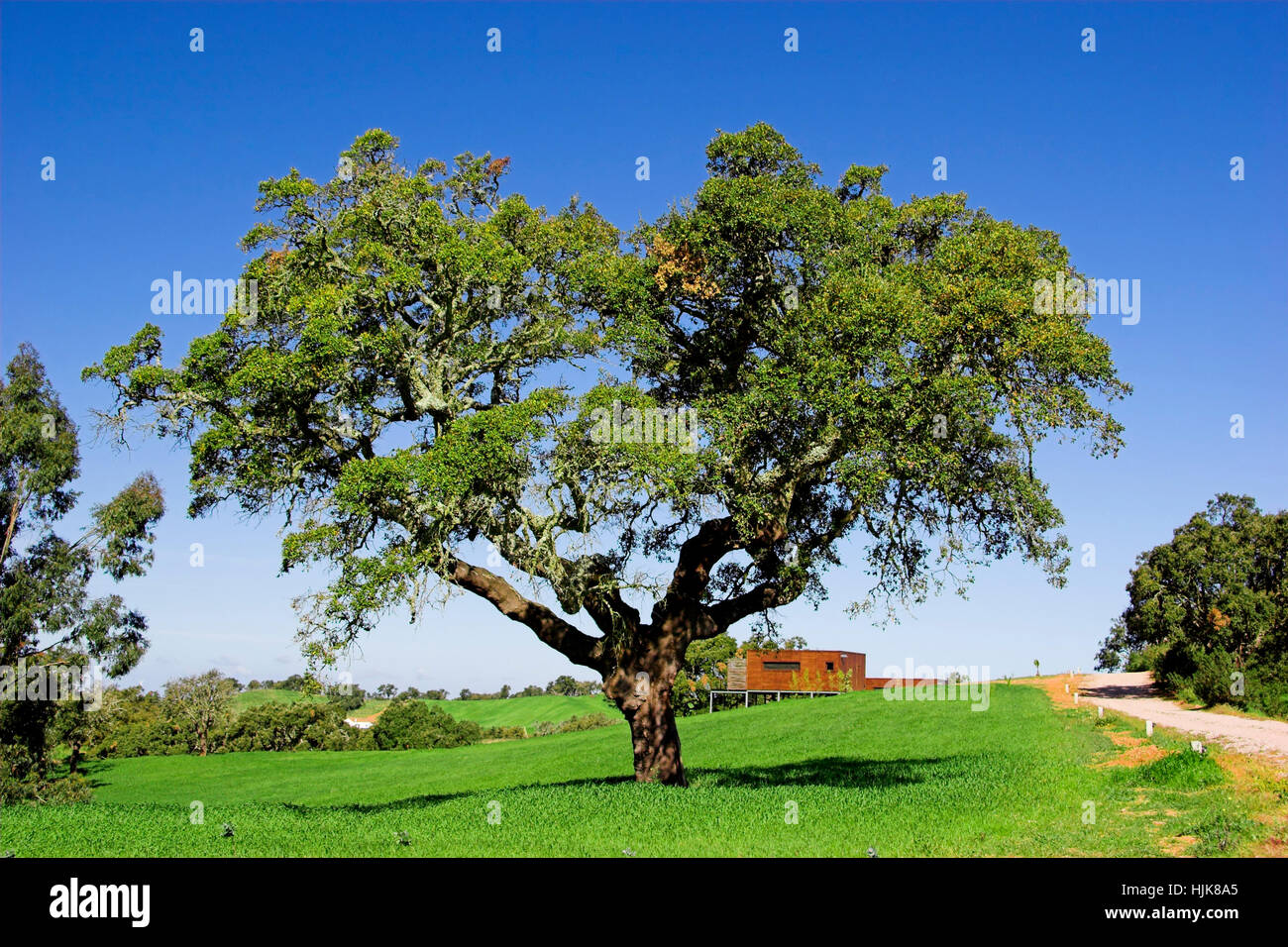 blue, tree, spring, landscape, scenery, countryside, nature, meadow ...