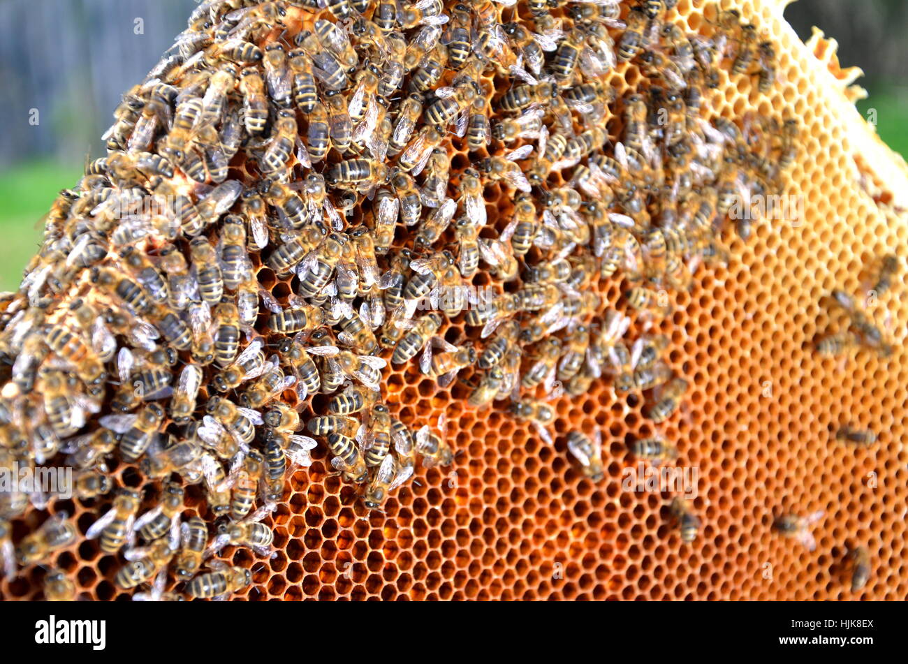 animal, insect, wild, apiary, honeycomb, fly, flies, flys, flying, bee ...