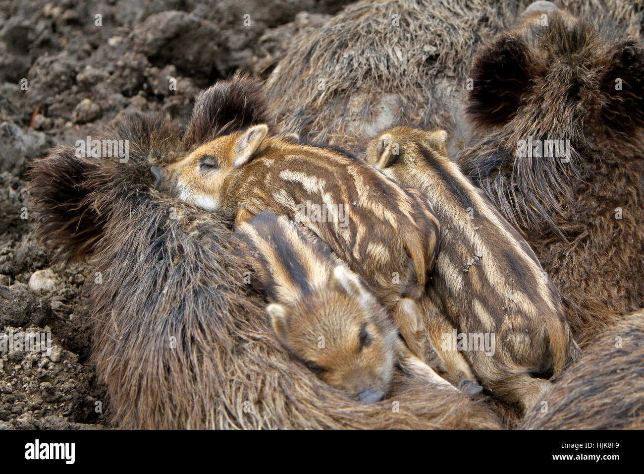 wild boar, pig, young animal, young of a wild boar, animal child, wild ...