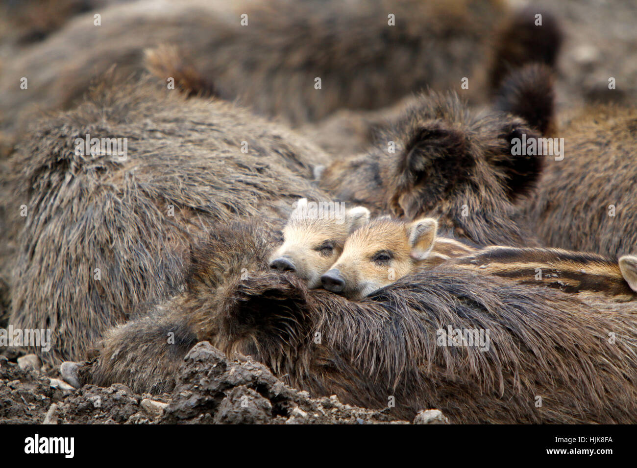 wild boar, pig, young animal, young of a wild boar, animal child, wild ...