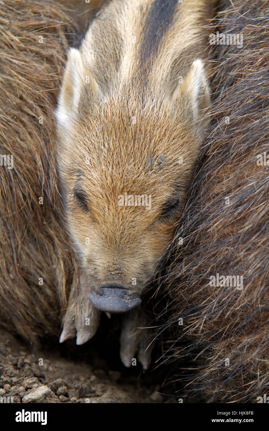 wild boar, pig, young animal, young of a wild boar, animal child, wild ...