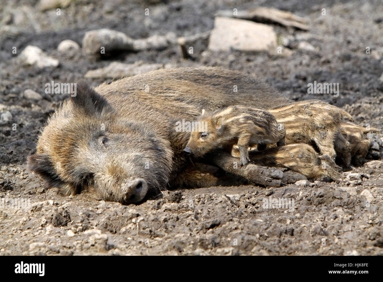 wild boar, pig, young animal, young of a wild boar, animal child, wild ...