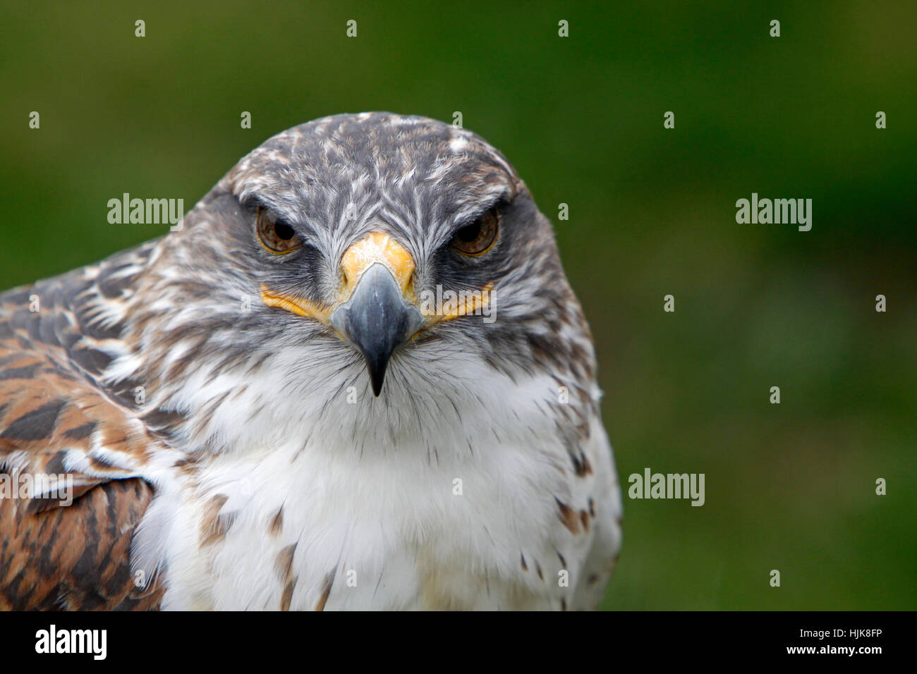 bird, birds, raptor, birds of prey, buzzard, animal, bird, birds ...