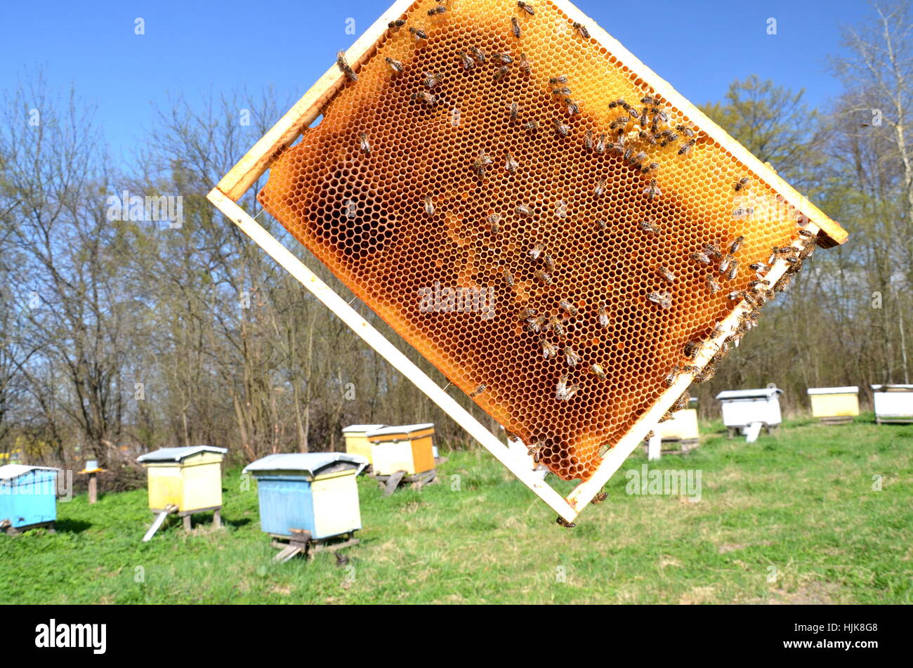 animal, agriculture, farming, apiary, honeycomb, frame, framework ...