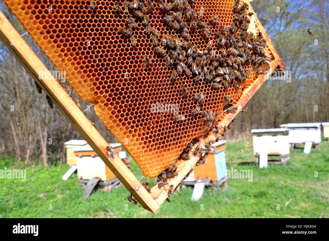 animal, agriculture, farming, apiary, honeycomb, frame, framework ...