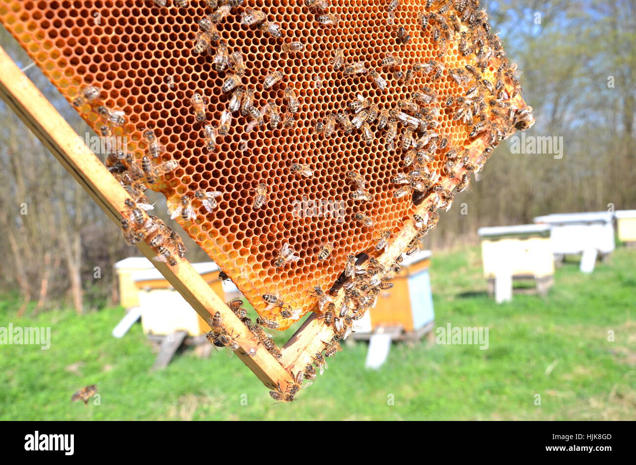 animal, agriculture, farming, apiary, honeycomb, frame, framework ...