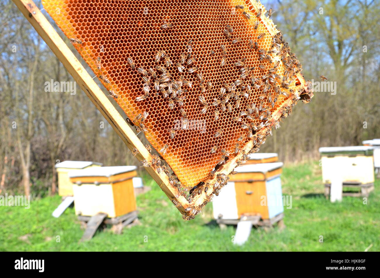 animal, agriculture, farming, apiary, honeycomb, frame, framework ...