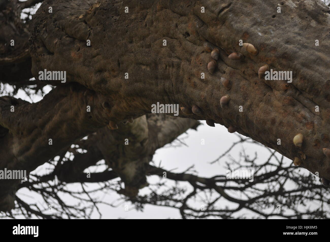 A dried tree Stock Photo - Alamy