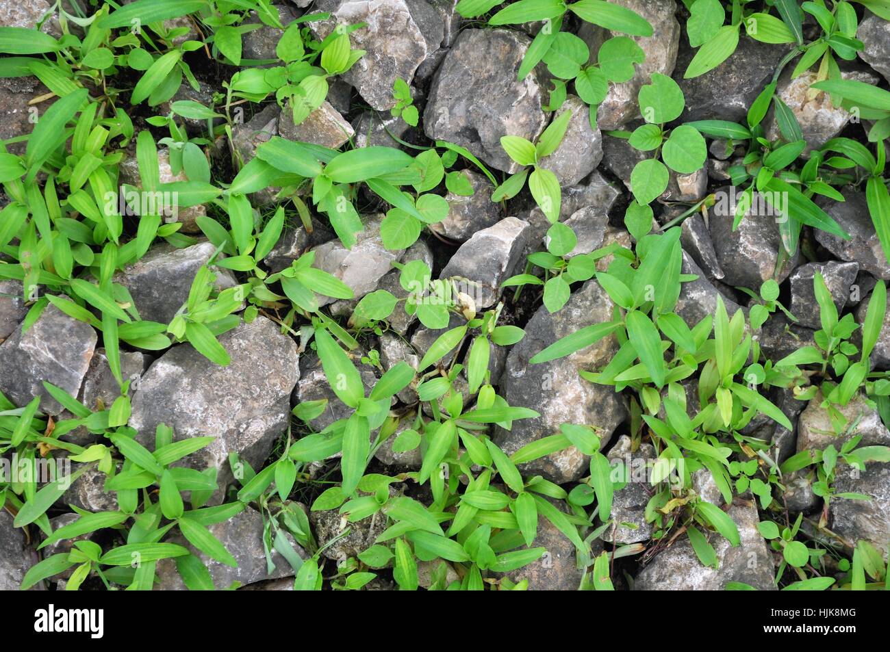 Hidden leaves hi-res stock photography and images - Alamy