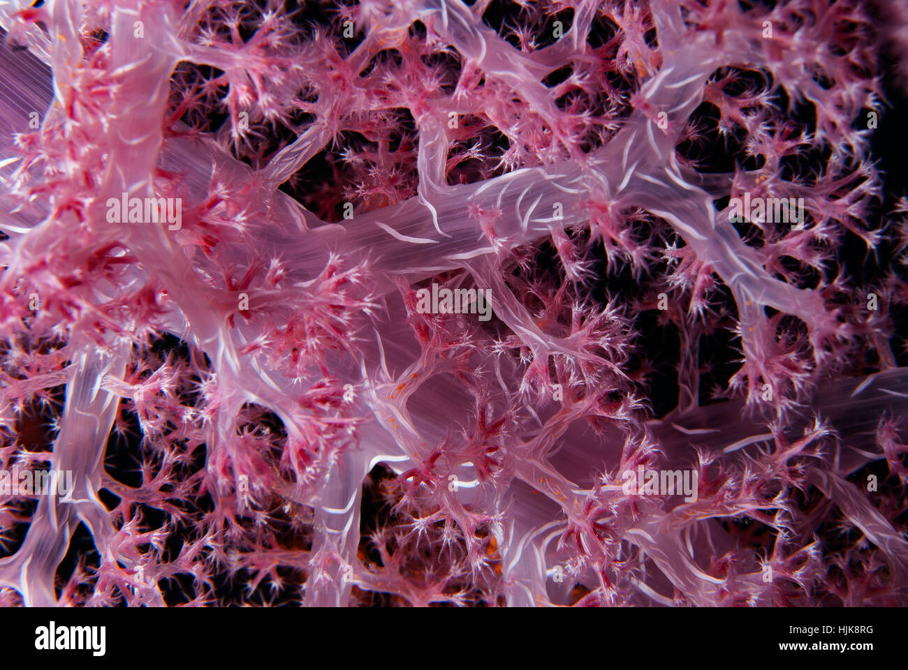 Nephtheid hi-res stock photography and images - Alamy