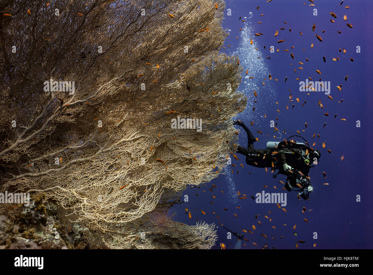 Subergorgiidae hi-res stock photography and images - Alamy