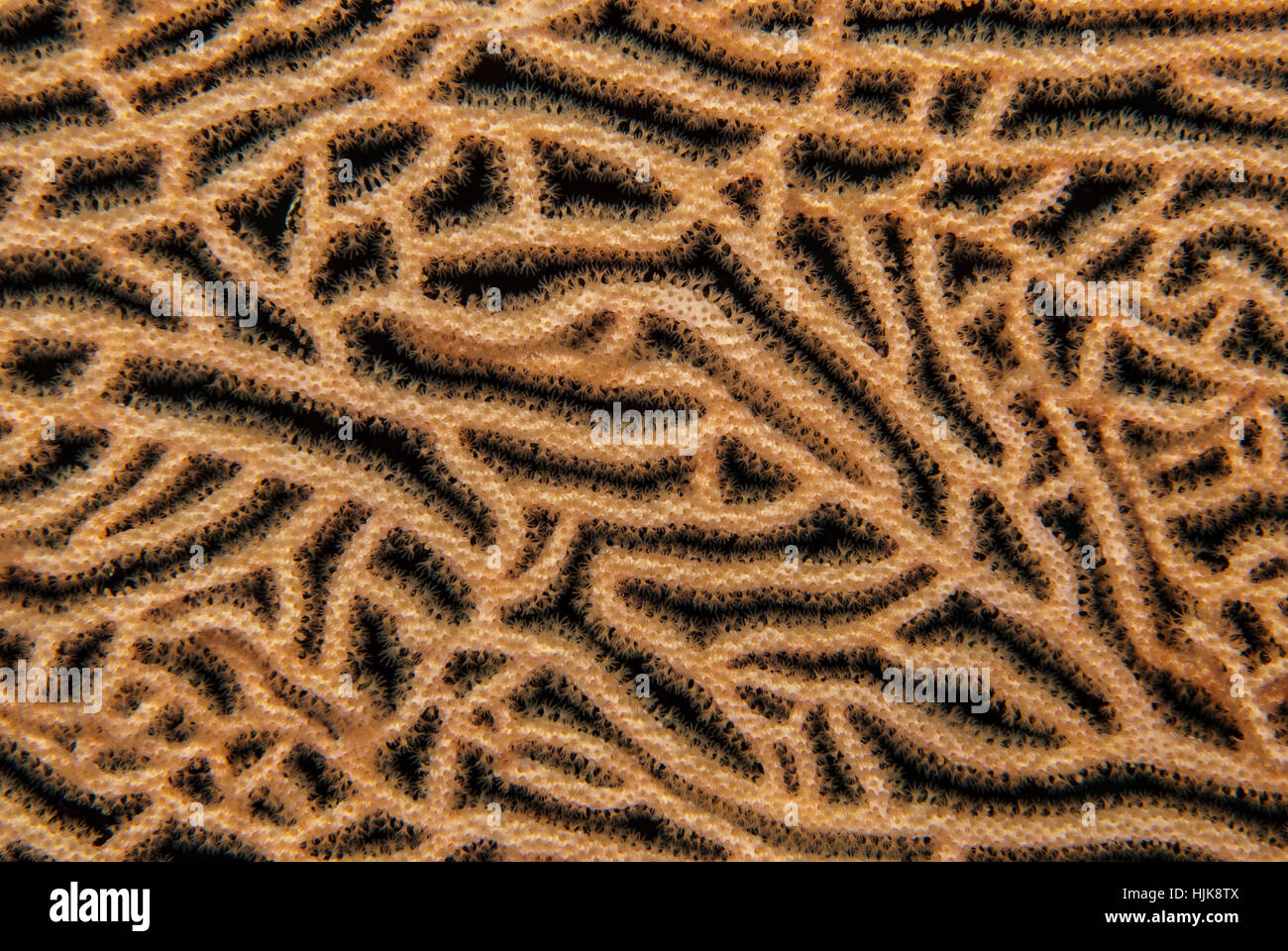 Subergorgiidae hi-res stock photography and images - Alamy