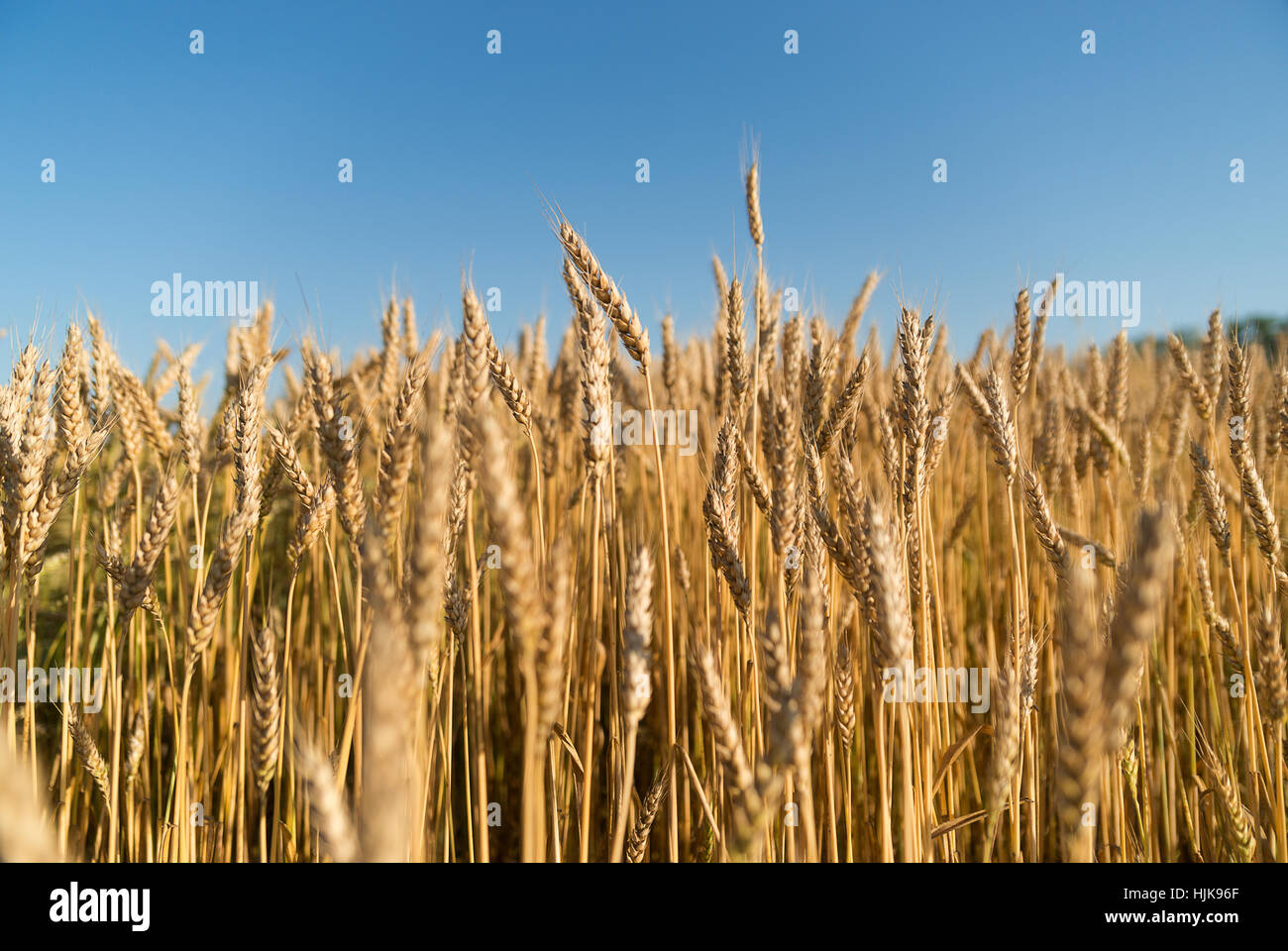 Ears wheat on nature hi-res stock photography and images - Alamy