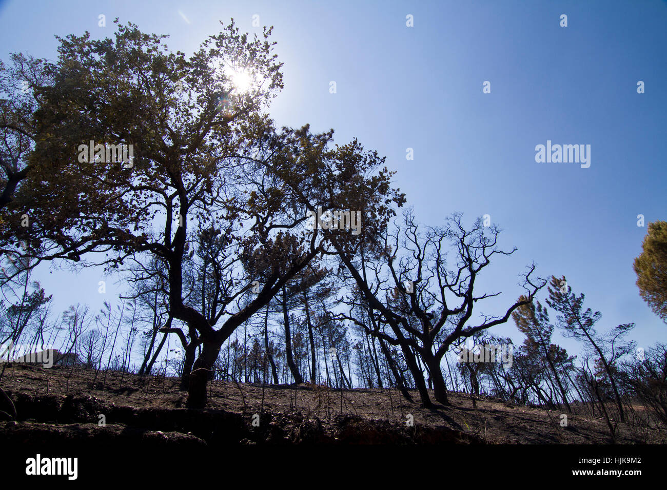 blue, environment, enviroment, tree, hill, shine, shines, bright ...