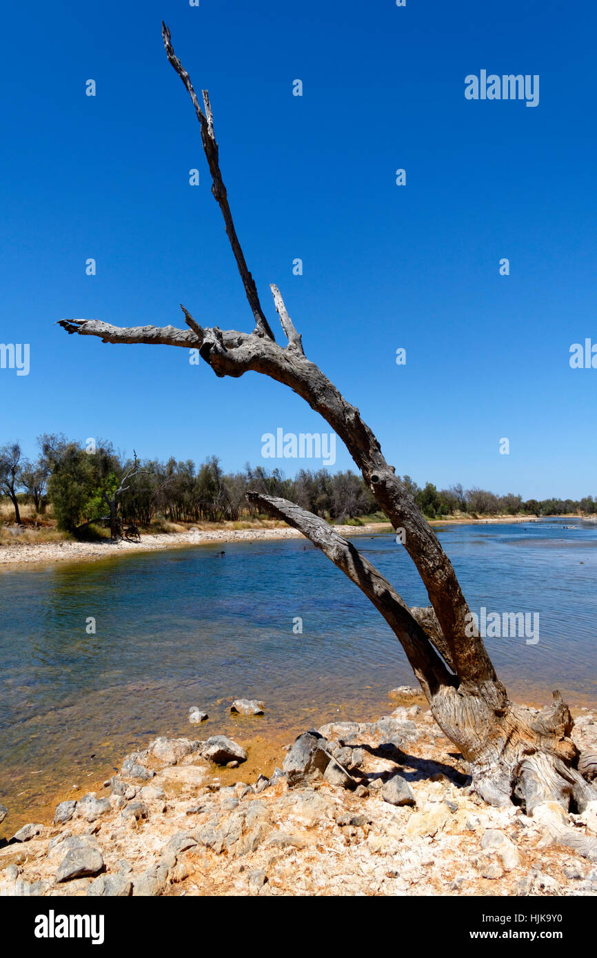 Dead tree with view up the Murchison River, Western Australia Stock ...