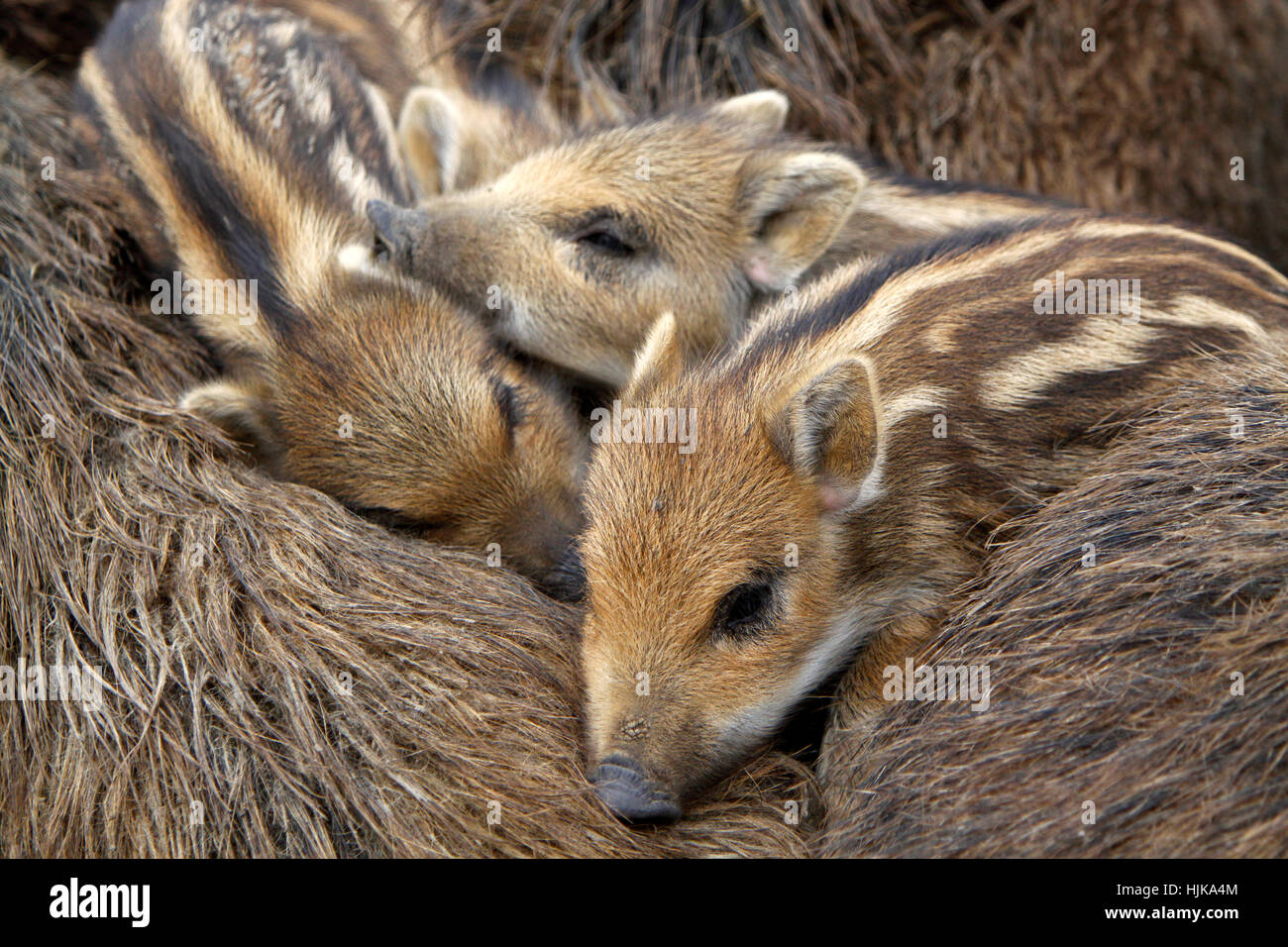 wild boar, pig, young animal, young of a wild boar, animal child, wild ...