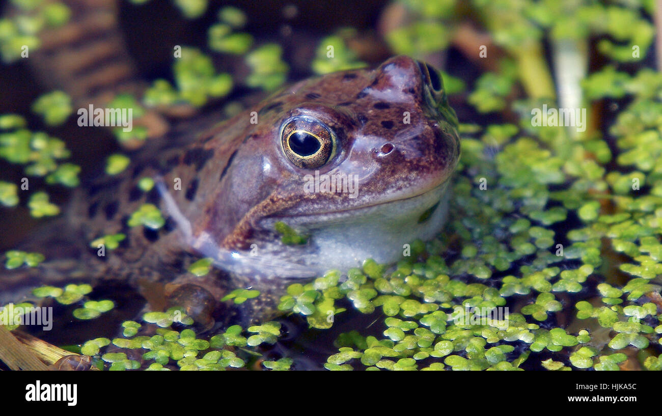 the frog - amphibian our landscape Stock Photo - Alamy