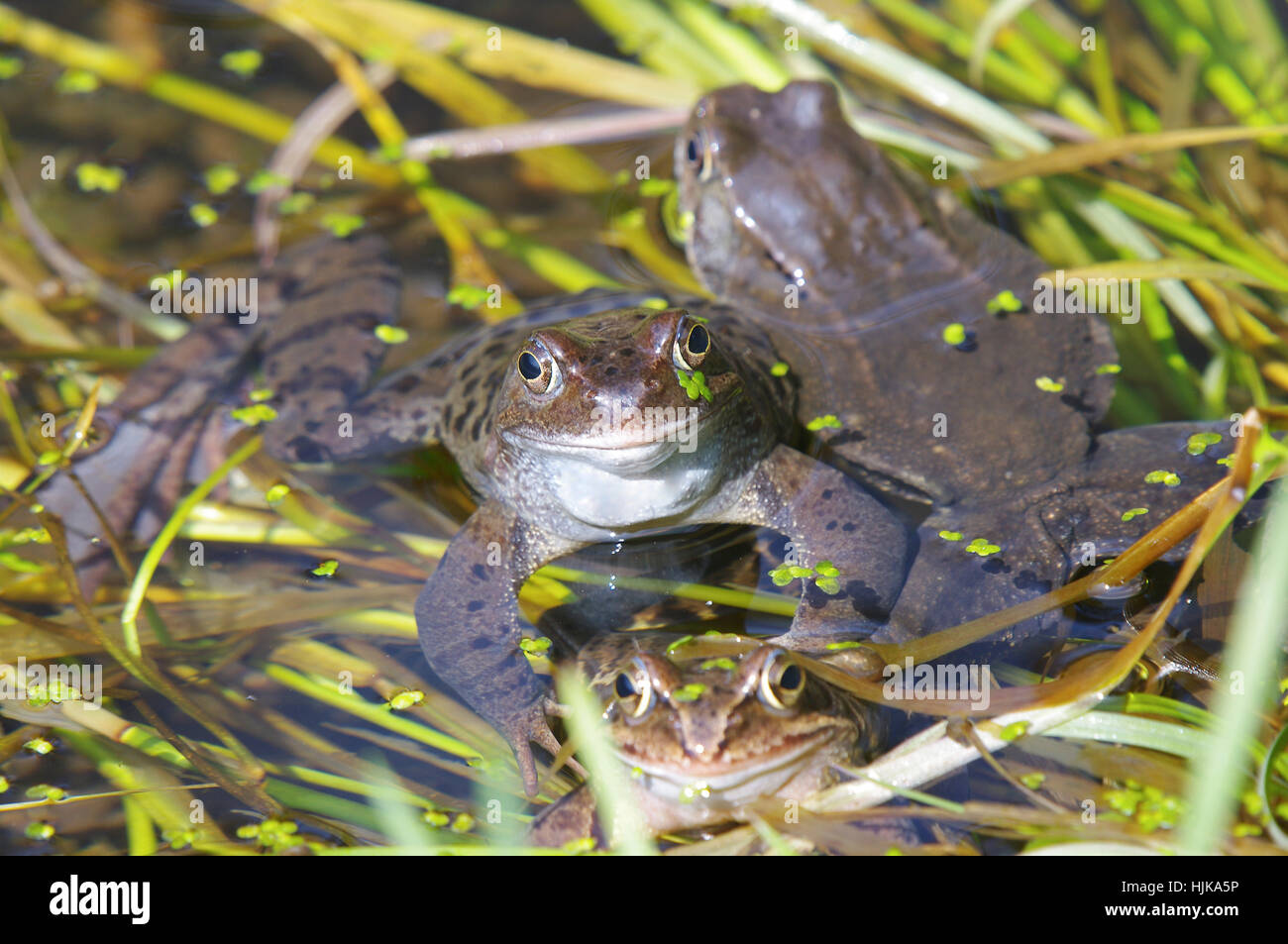 conservation of nature, frog, greenback, tree frog, fresh water, pond ...
