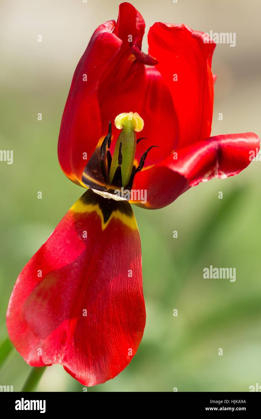 decaying tulip / tulip falling apart Stock Photo - Alamy