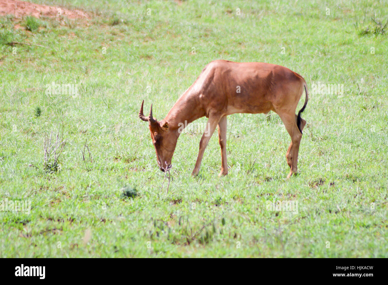 Hirola grazing in the savanna of West Tsavo Park in Kenya Stock Photo ...