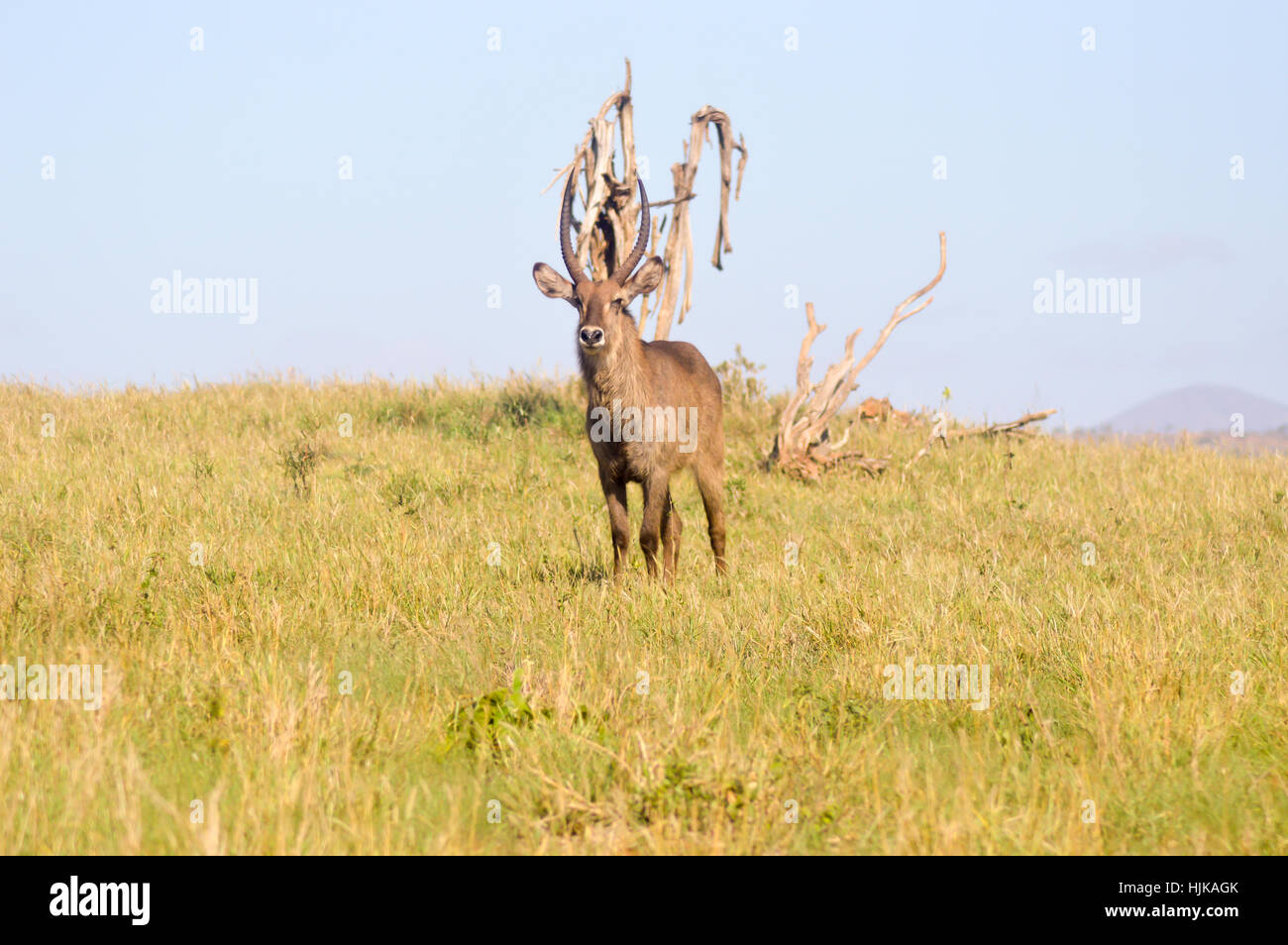Topi staring at a dead tree in the savannah of the park of Tsavo West ...