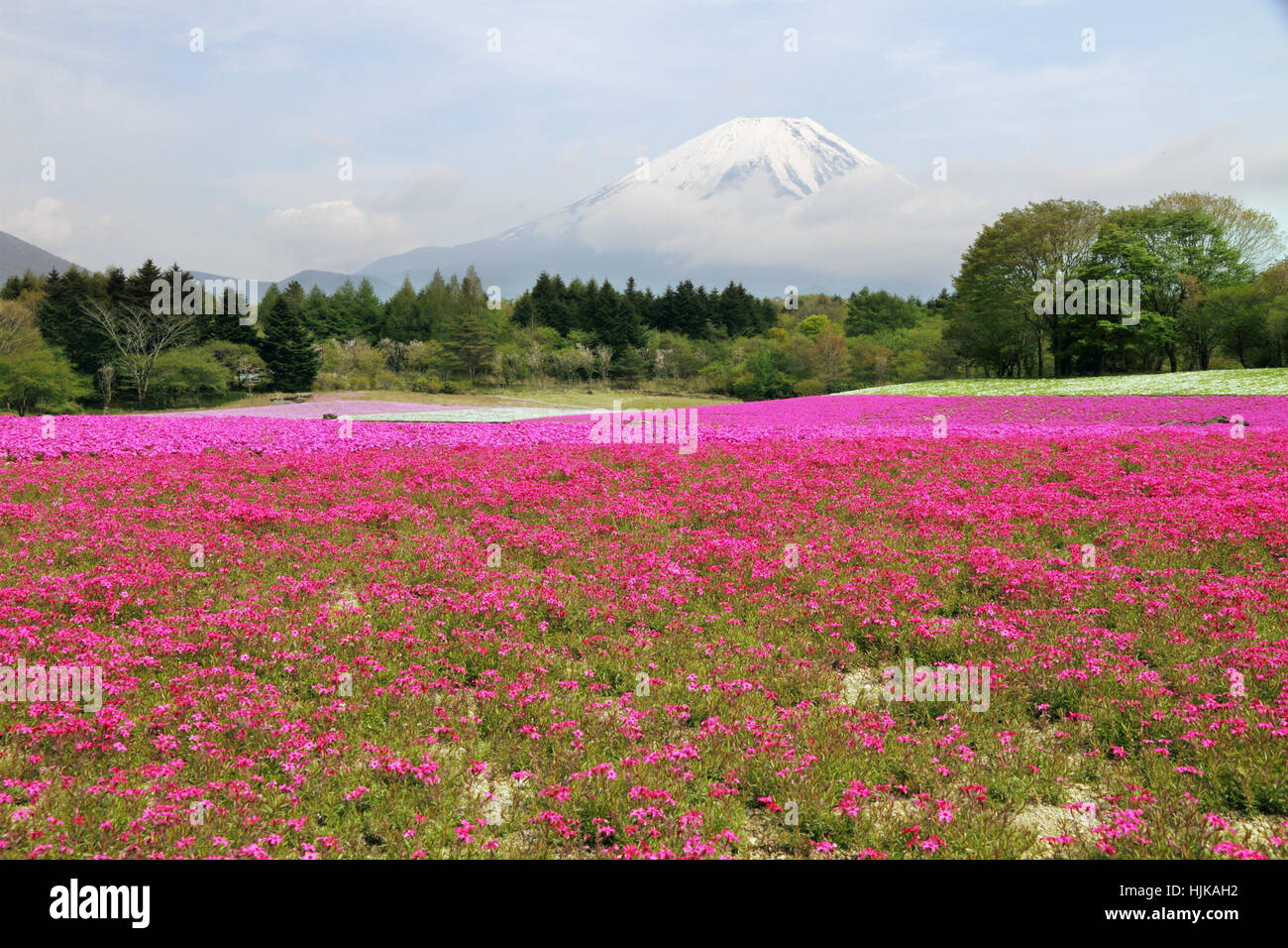 Mount Fuji, Japan as seen from a flower field Stock Photo - Alamy