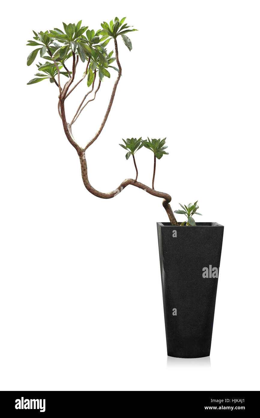 isolated, tree, modern, modernity, pot, plant, still life, object ...