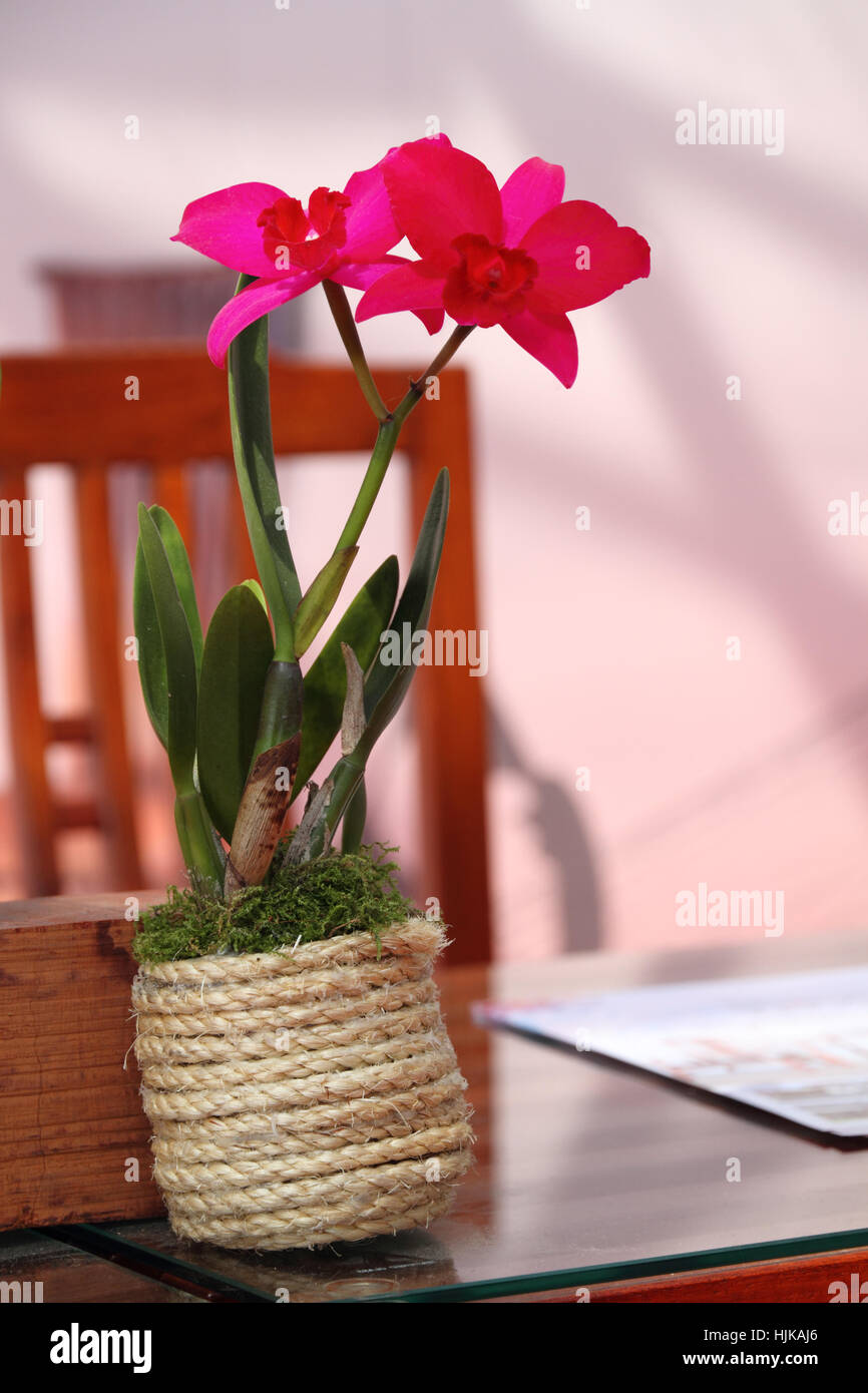 office, desk, flower, plant, room, indoor, contemporary, home ...