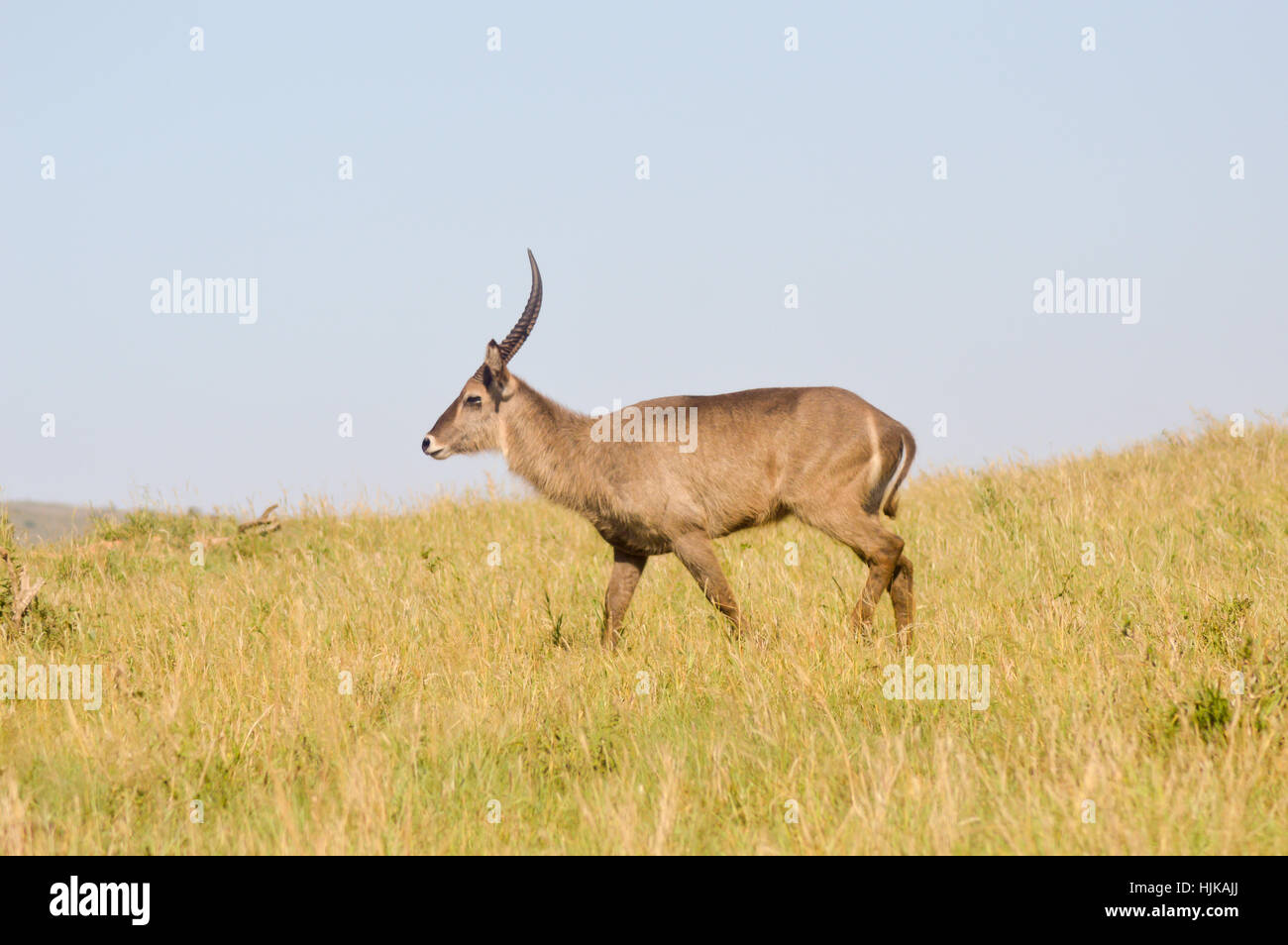 Topi has a slow gait in the savanna of West Tsavo Park in Kenya Stock ...