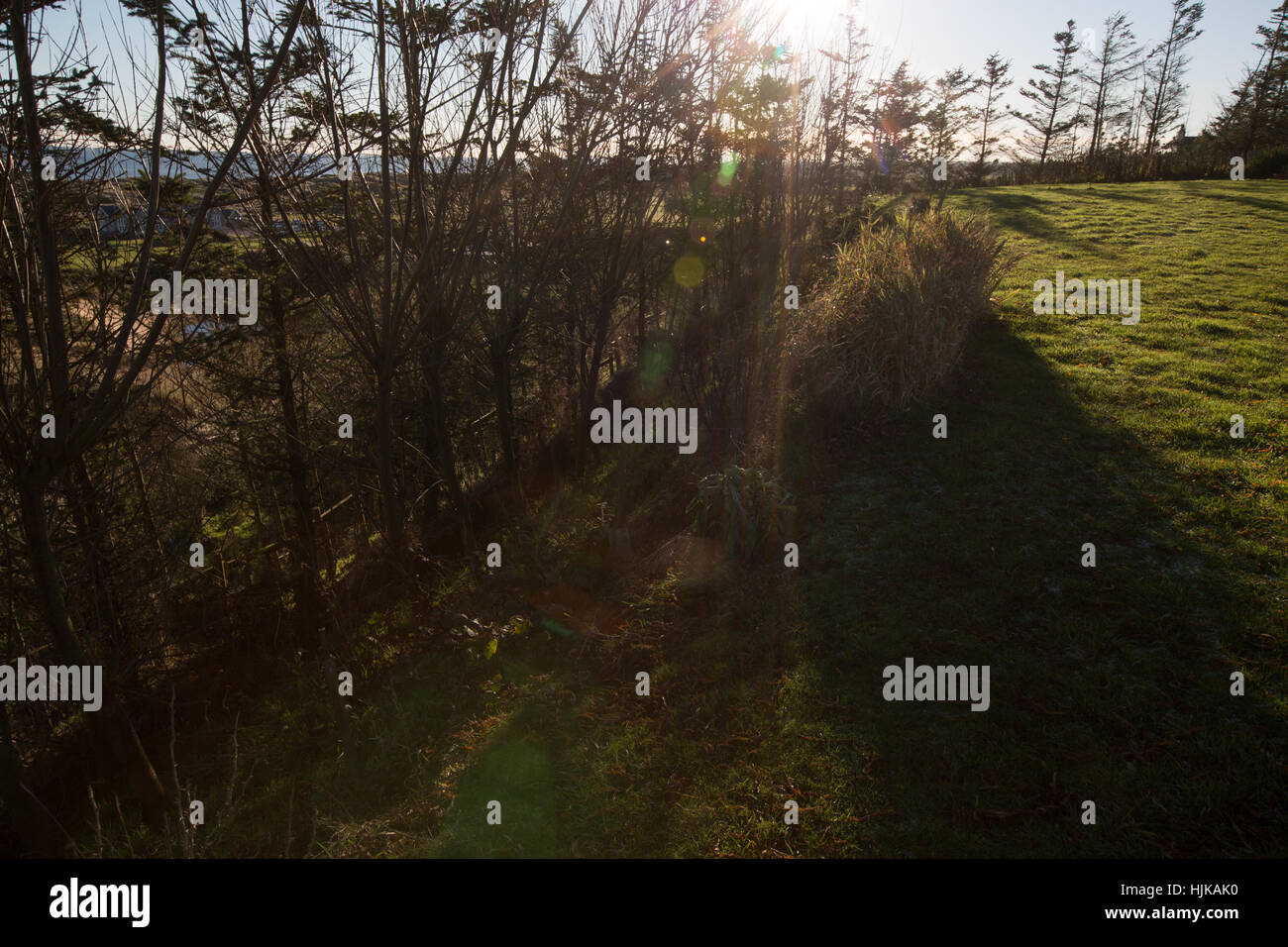 Trees planted and fence built by Donald Trump's business people, to ...