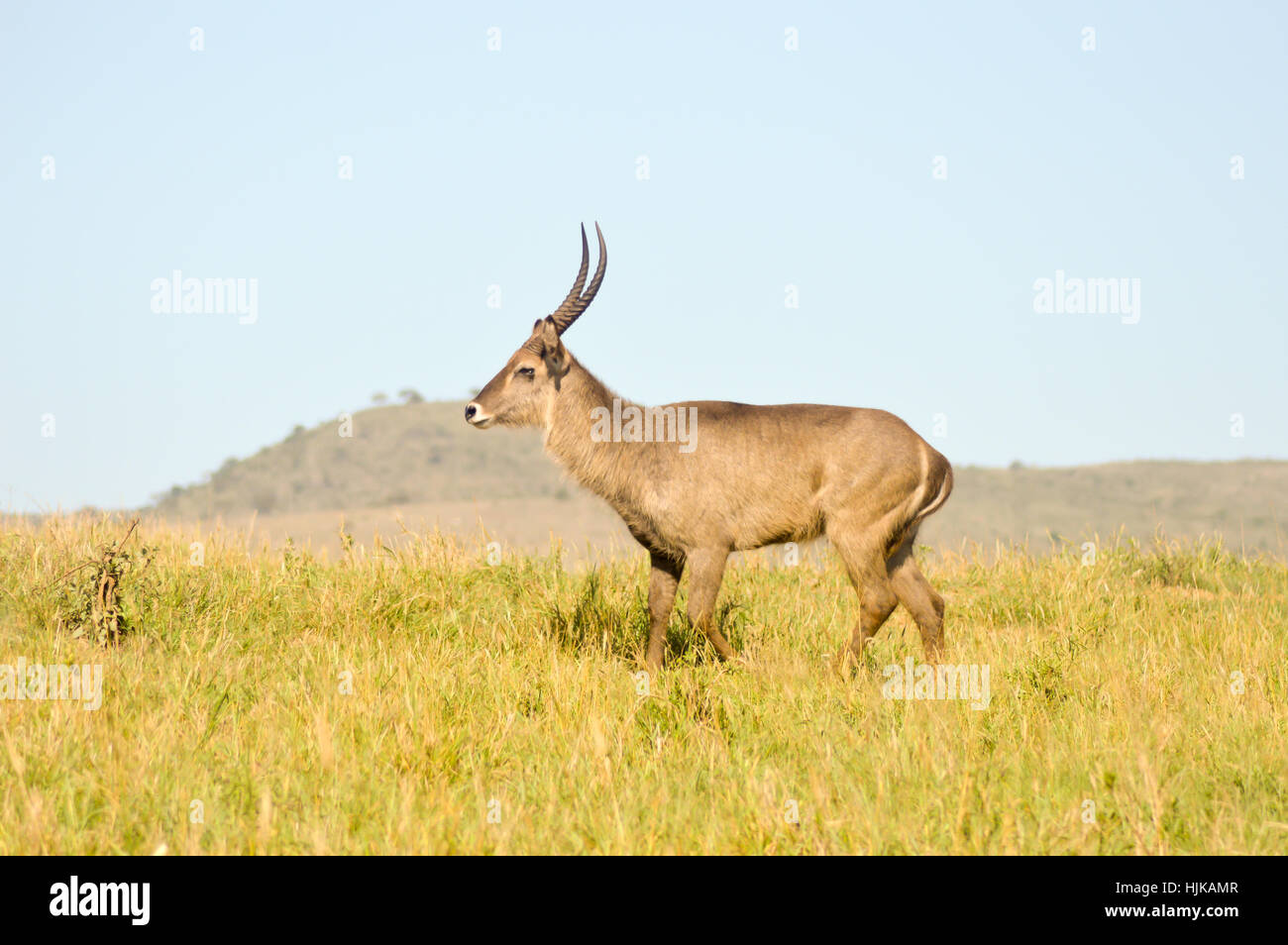Black topi hi-res stock photography and images - Alamy