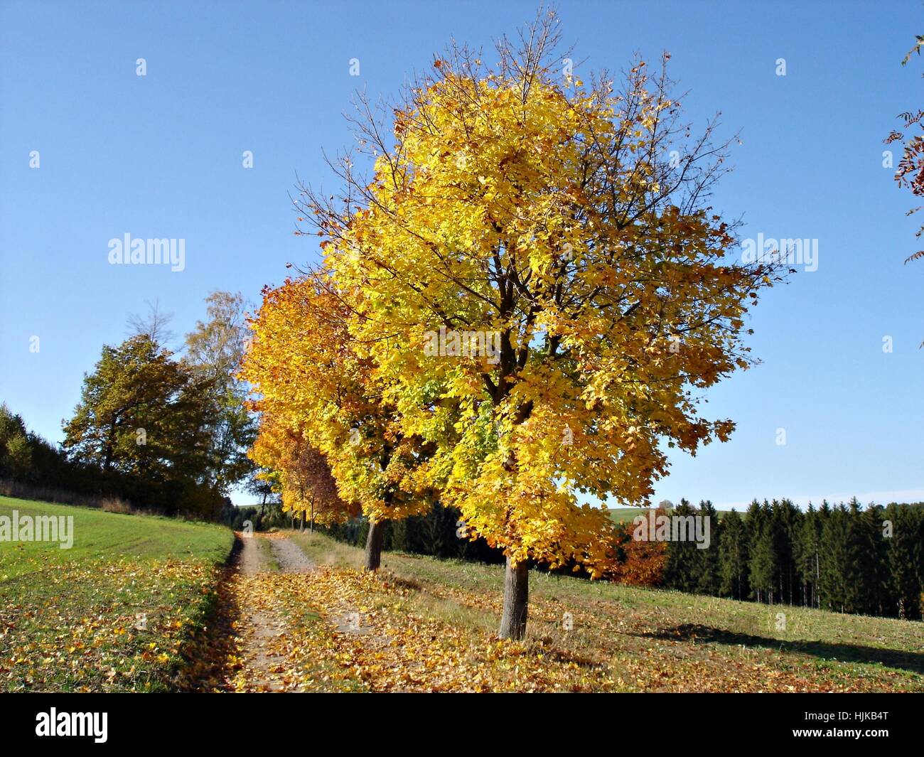 coloured, colourful, gorgeous, multifarious, richly coloured, autumn ...