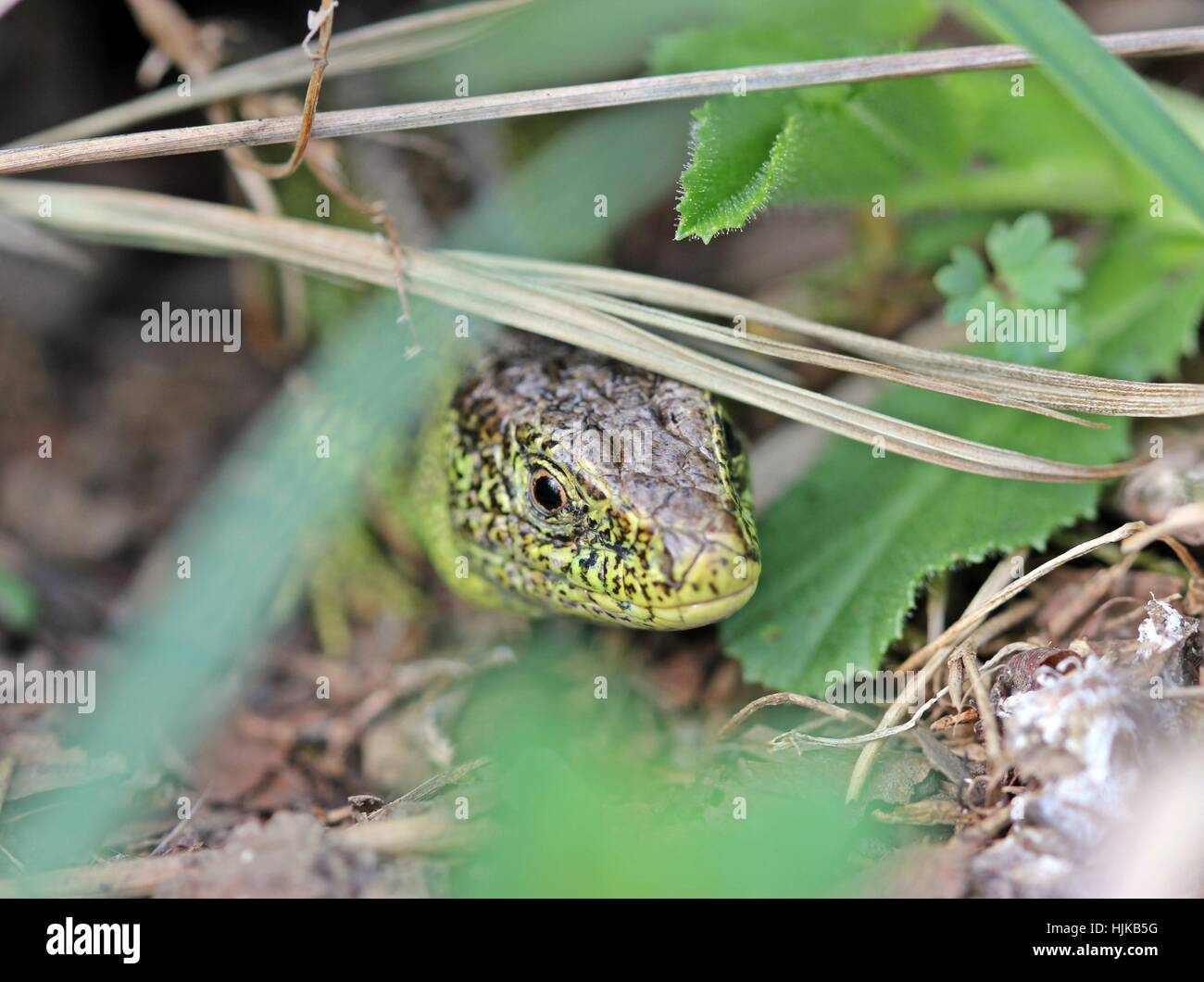 male sand lizard in hiding Stock Photo - Alamy