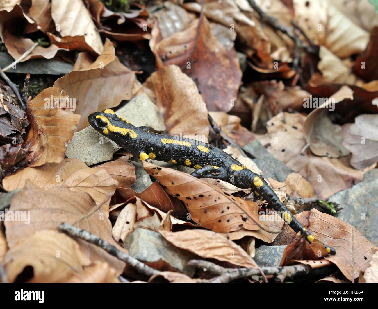 protected, sheltered, amphibians, rare, salamander, protected ...